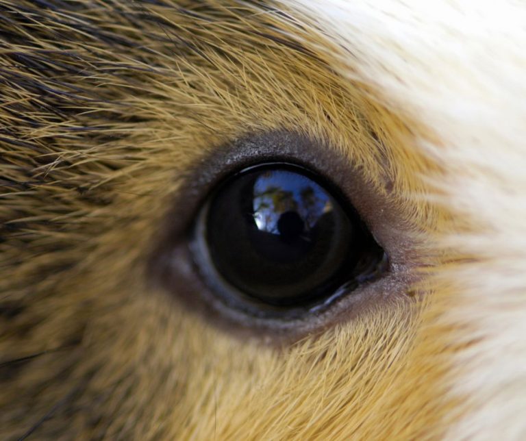 Emergency Situations When Guinea Pig Ruptured Eye - More Guinea Pigs Emergency Situations When Guinea Pig Ruptured Eye - More Guinea Pigs